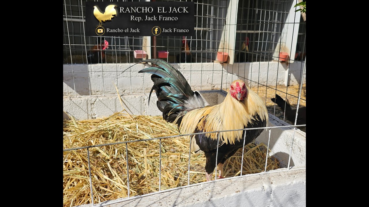 Lote De Cria Gallo Law Grey !!!! - YouTube