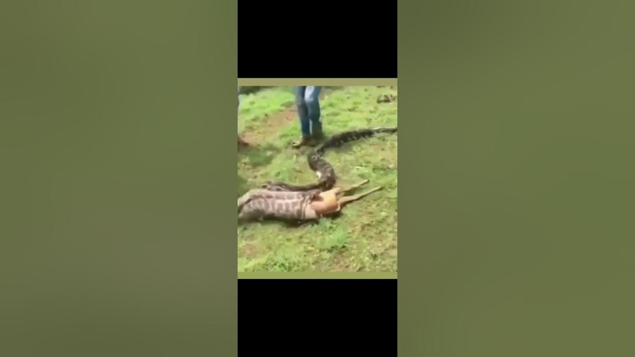The python swallowed the whole deer l Deadly Viral Python l এক নিমেষে ...