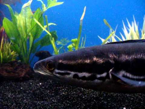 Massive 22" Giant Red Snakehead in 2mtr / 500ltr tank - YouTube