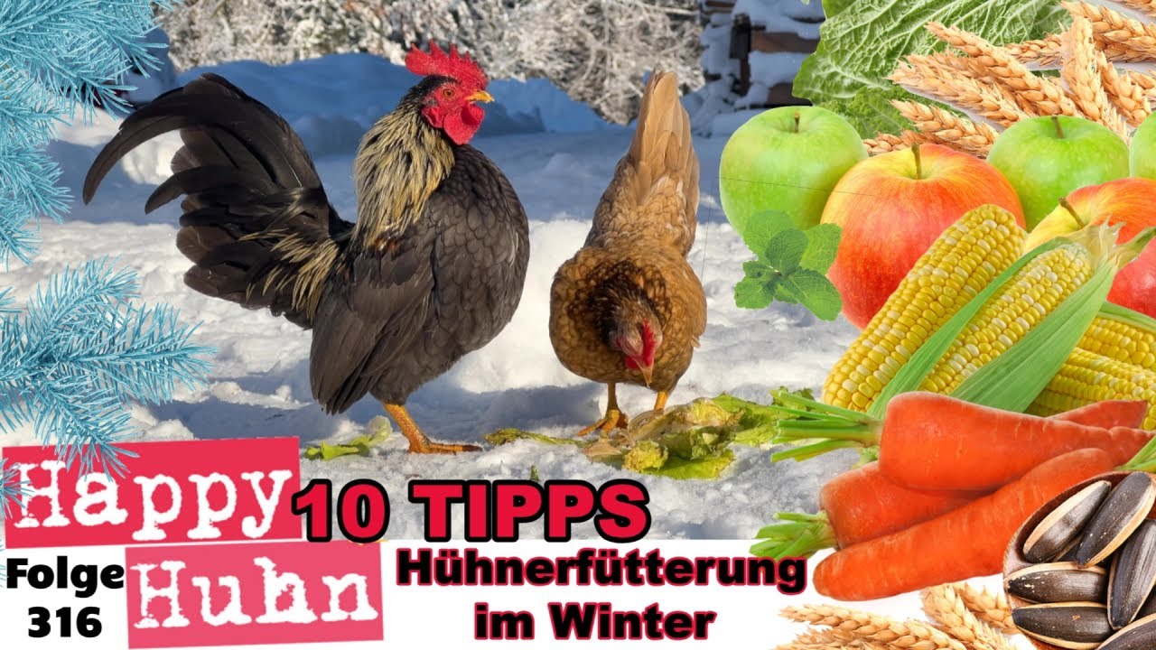 Hühnerfütterung im Winter! 10 Tipps für das beste Futter um die Hühner ...