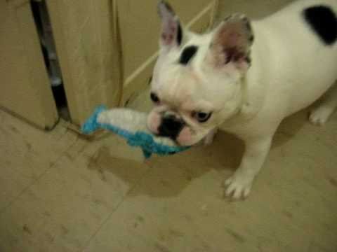Gemma - French Bulldog - Playing fetch... sorta - YouTube