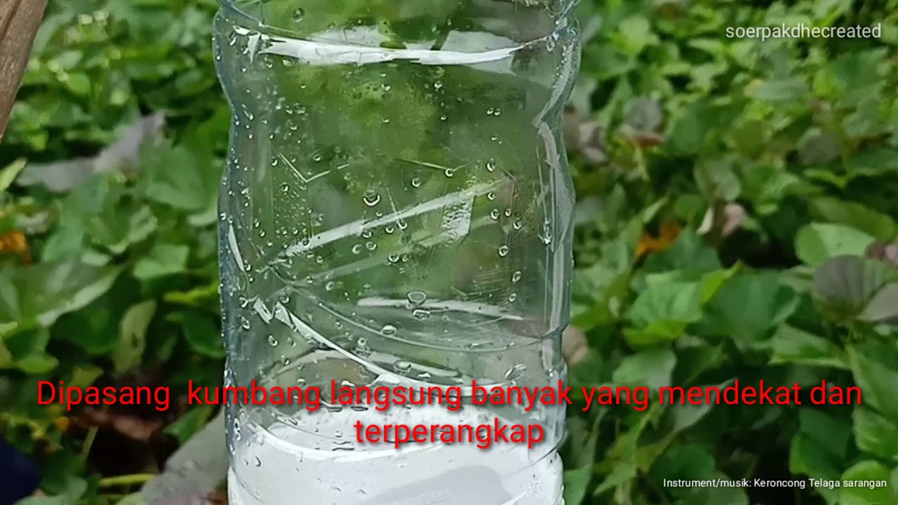 FERO LANAS SOLUSI HAMA BOLENG/LANAS UBIJALAR MAGETAN - YouTube