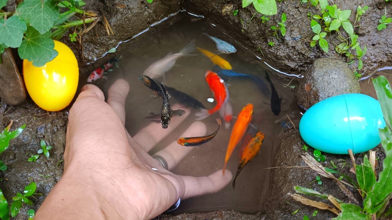 Wow! Dapat ikan cupang warna warni, ikan molly balon lucu, ikan mas ...