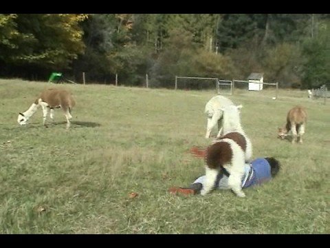 SB- When Alpacas Attack - YouTube