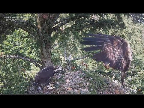 Bucovina Golden Eagles ~ Caliman Brings In Domestic Chicken! Eaglet ...