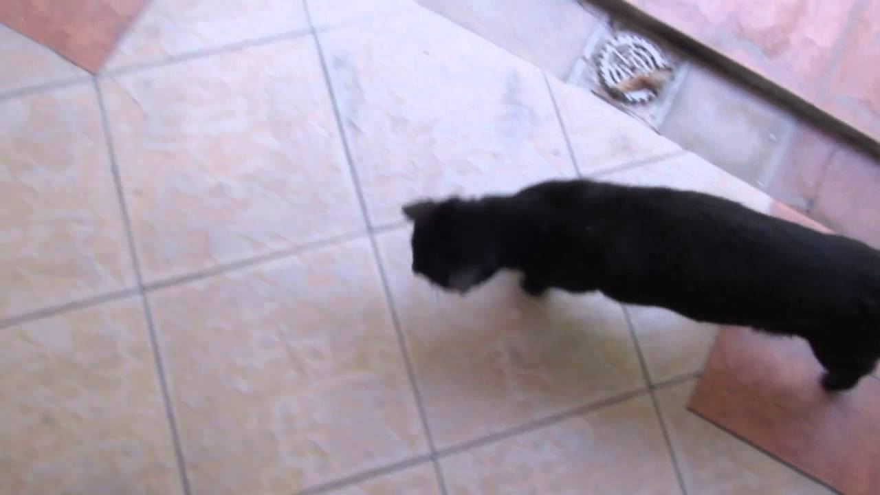 Black cat following me - YouTube