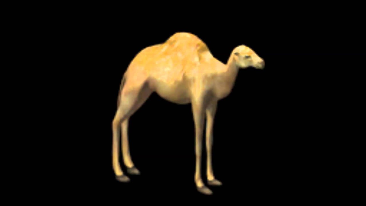 Camel - YouTube