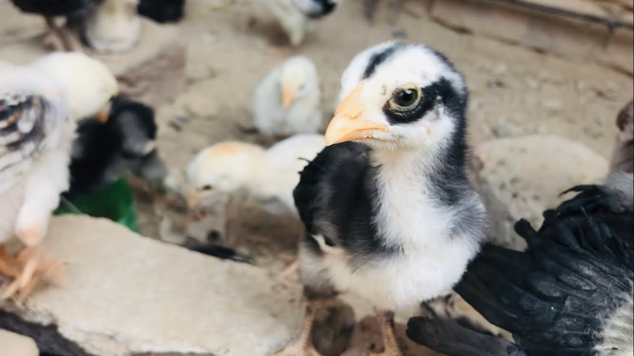 Aseel chicks update 8 April 2024 | aseels.com - YouTube