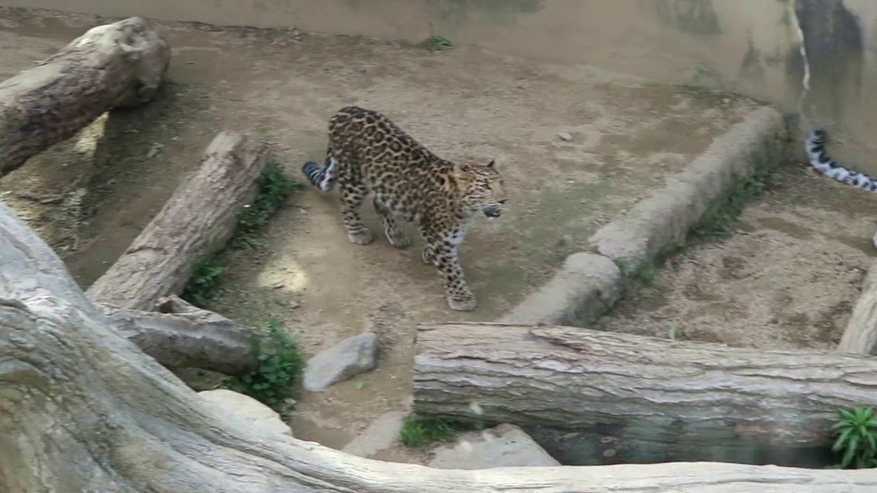 #3 May 2016 Amu leopard at Oji zoo, Kobe, Japan - YouTube