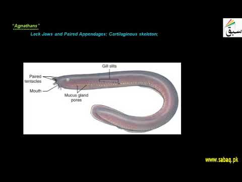 Subphylum Vertebrata (Craniata), Jawless Fish | 1st year Biology | swap ...