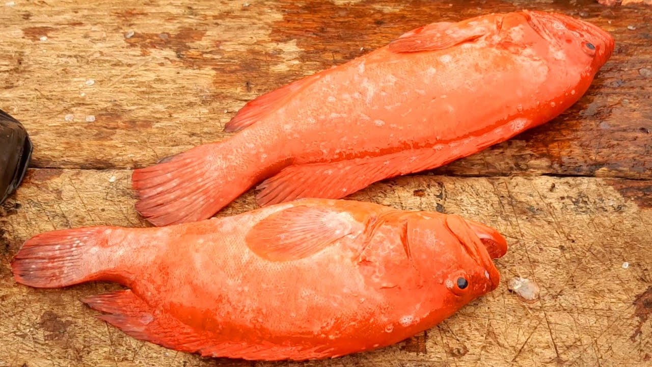 CHILLED RED GROPER FISH CUTTING | තඹුවා - YouTube