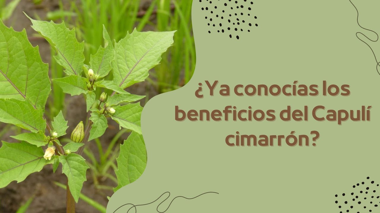 Capulí Cimarrón: El Fruto Silvestre que Transforma tu Salud - YouTube