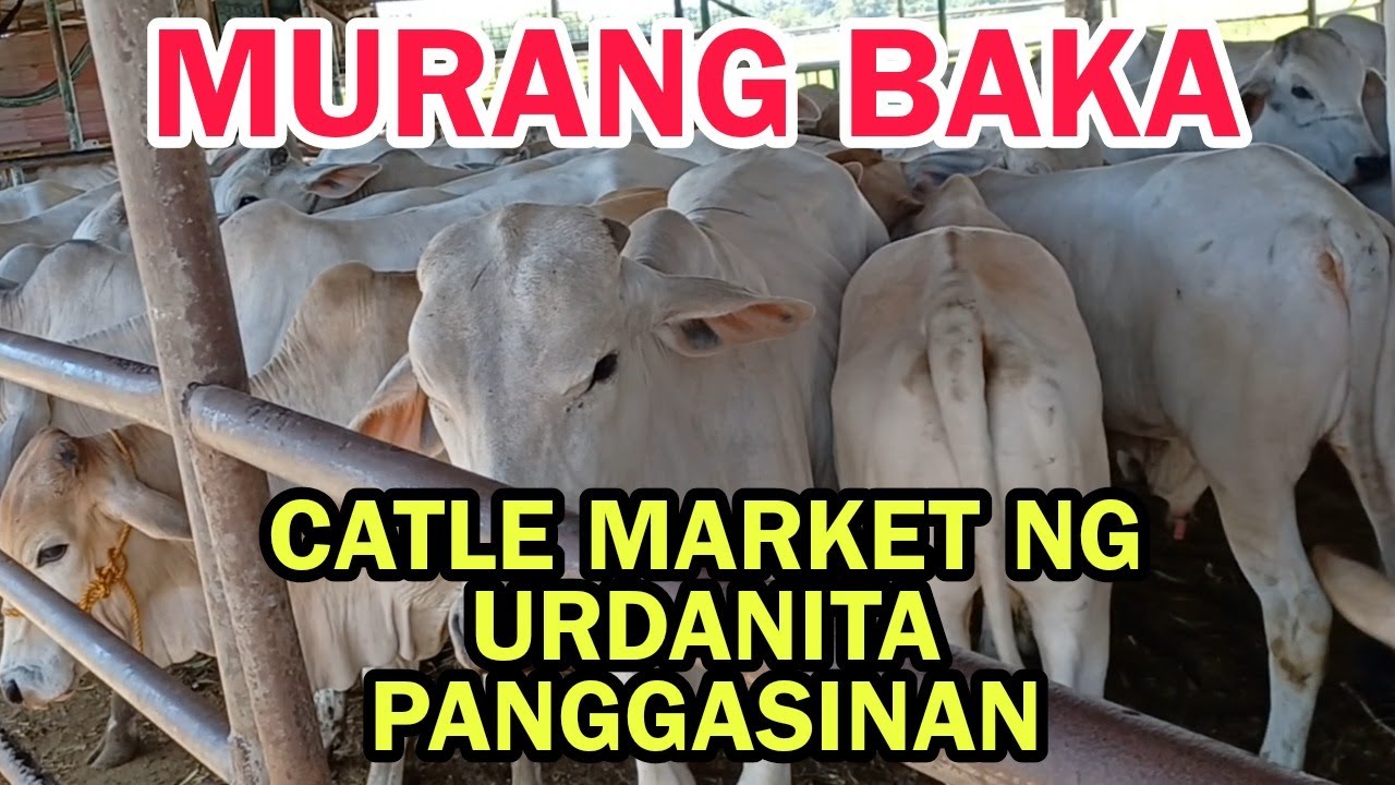 MURANG BAKA - YouTube