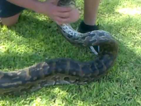 Huge African Rock Python - YouTube