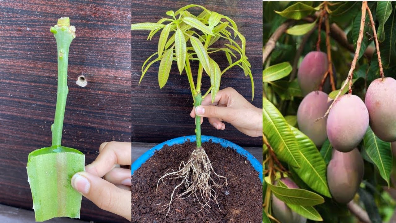 Special Technique for growing mangoes with aloe vera stimulate super ...