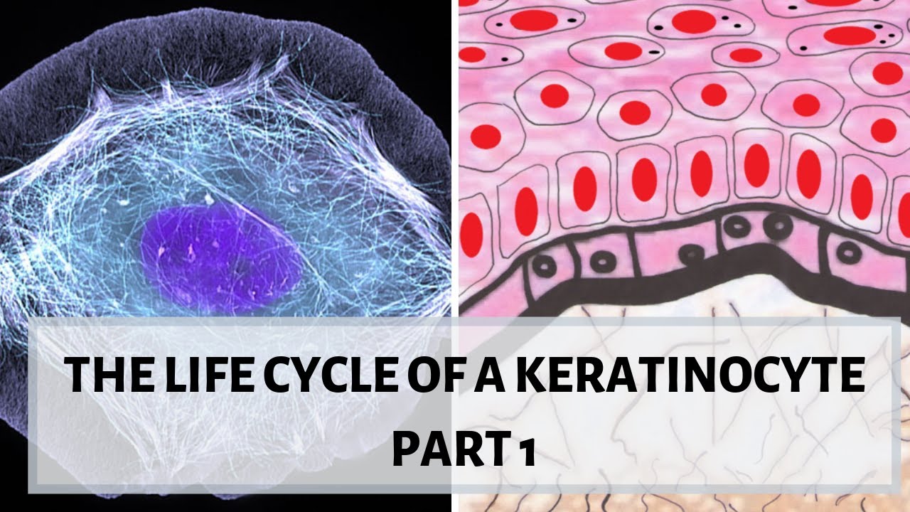 LIFE CYCLE OF A KERATINOCYTE (PART 1) II Desmosomes, hemidesmosomes ...