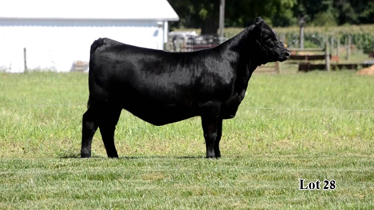 lot 28 2015 Indiana Fall Angus Classic - YouTube