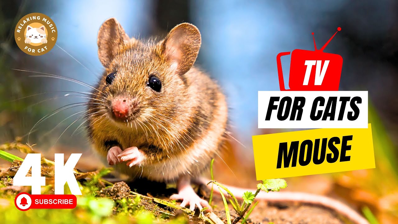 Mouse TV Calming Videos for Cats to Watch 🐭📺 Relaxing Music for Cat ...