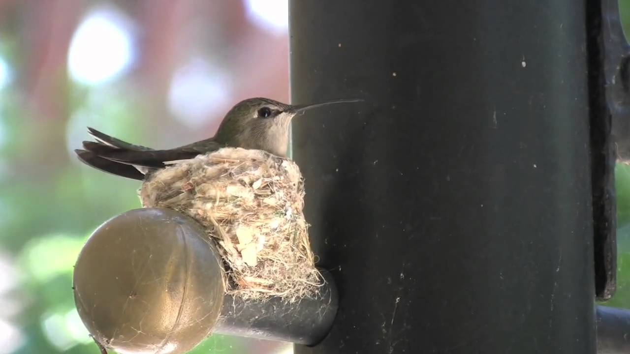 Baby Hummingbirds - First 21 Days - YouTube