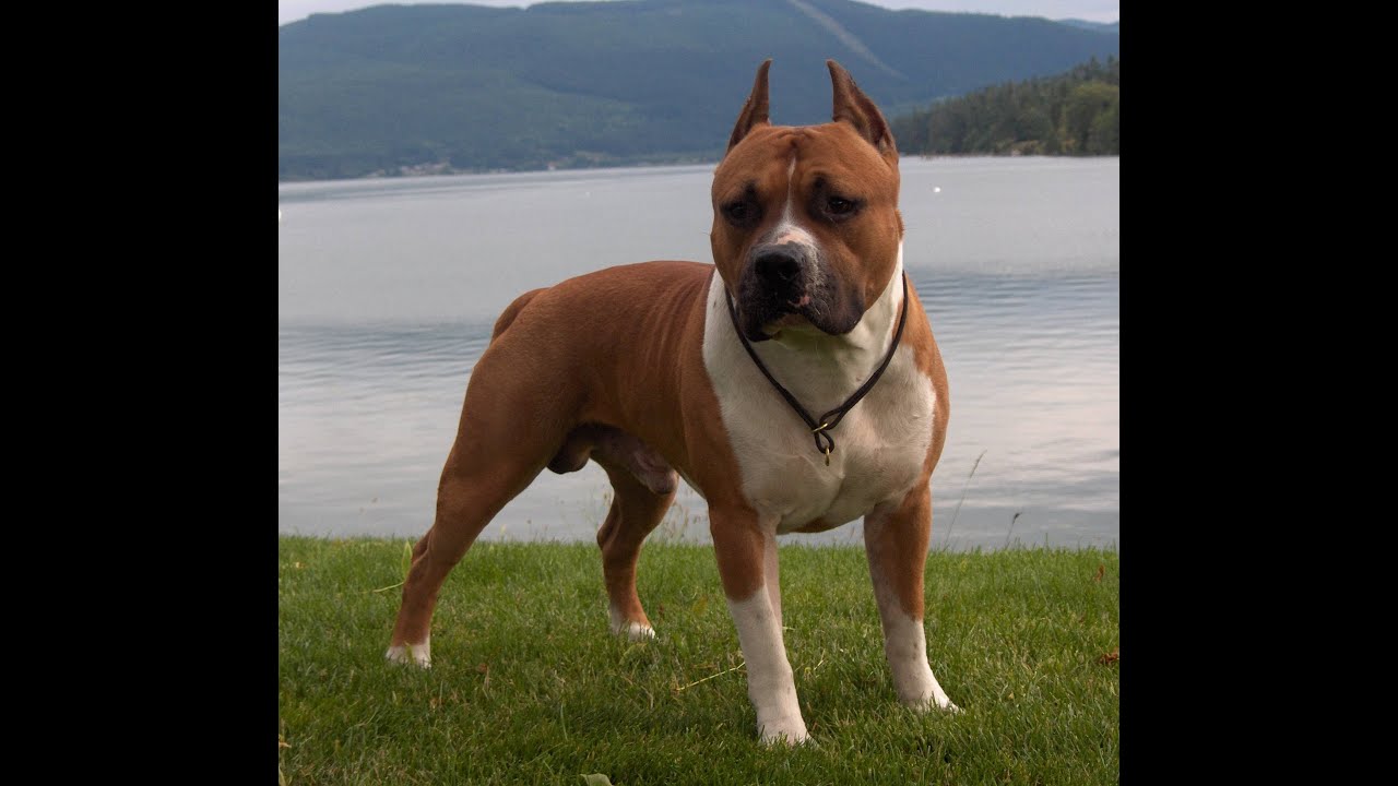 top 10 Guard dogs أقوى 10 كلاب حراسه - YouTube