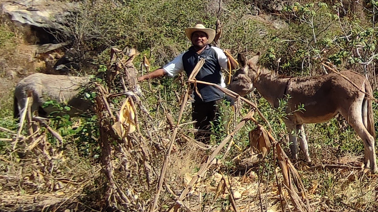 🤠así fue el primer encuentro de mi potro y su burra🐎🐴 - YouTube