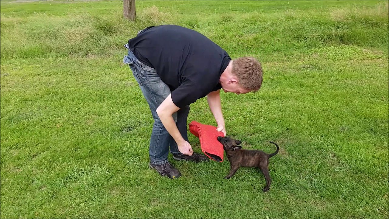 KNPV puppy training, female Dutch Shepherd - YouTube