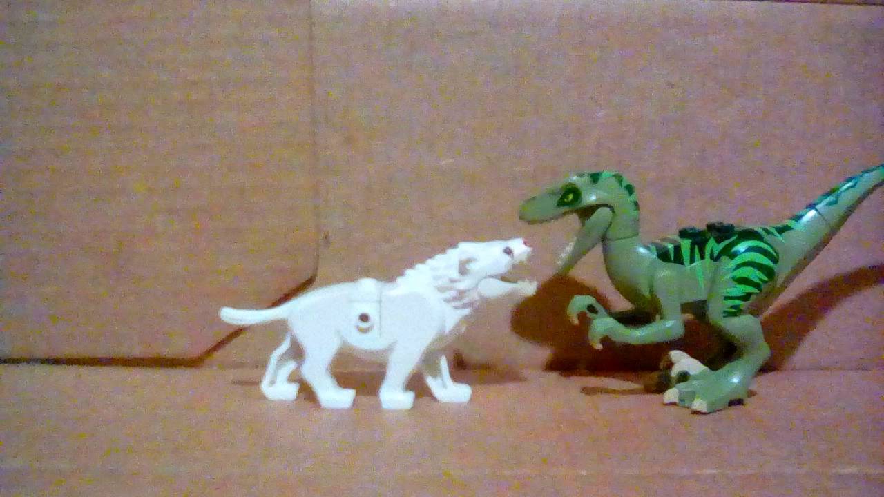 Raptor vs Wolf - YouTube