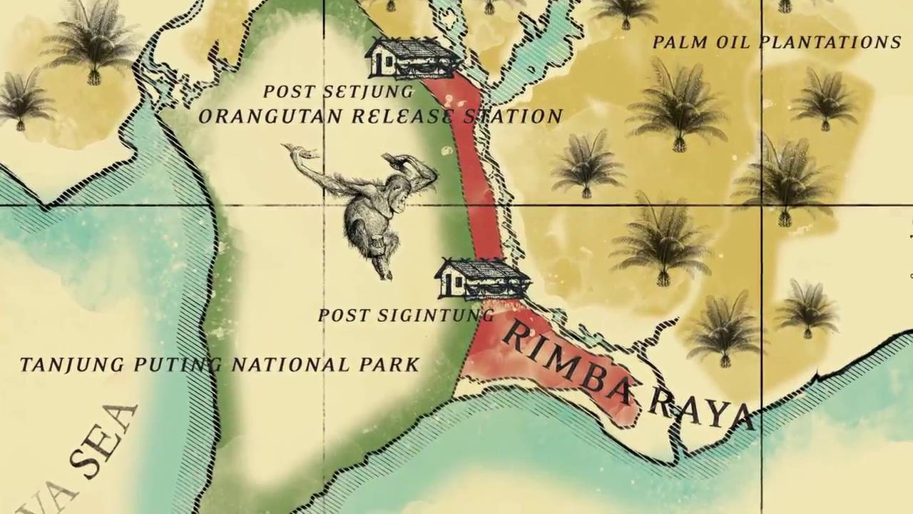 Rimba Raya REDD+ Biodiversity Reserve Project - YouTube