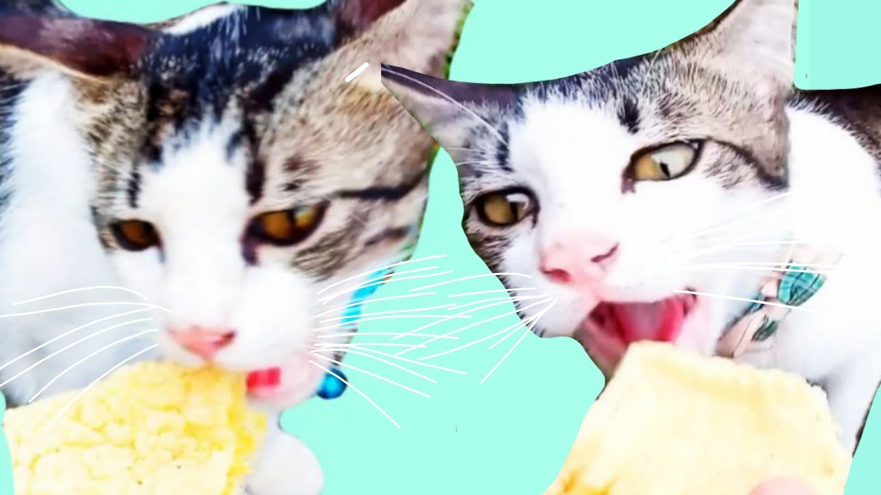 feeding the cat with the crispy snack - YouTube