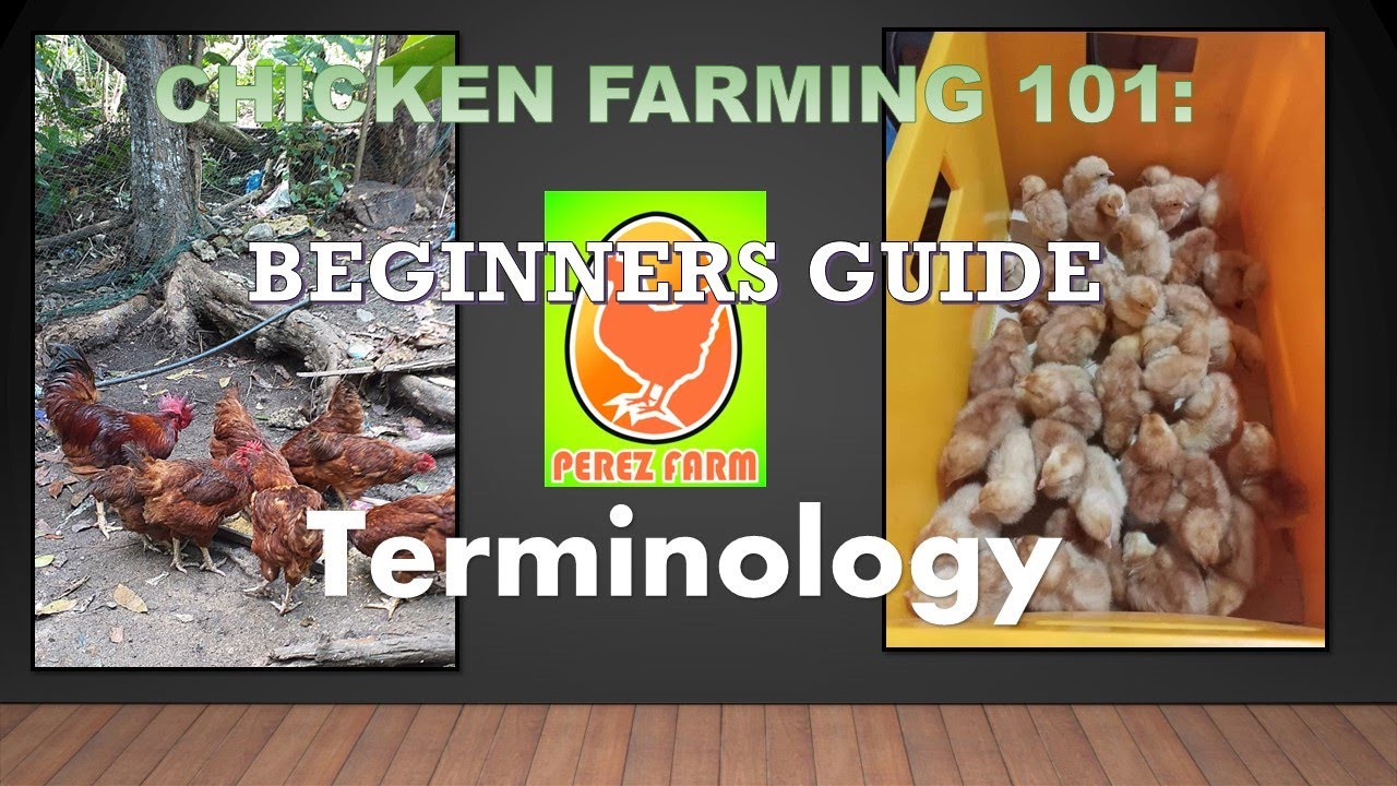 BAGUHAN KA BA SA PAG-AALAGA NG MANOK ? // CHICKEN FARMING: BEGINNER'S ...