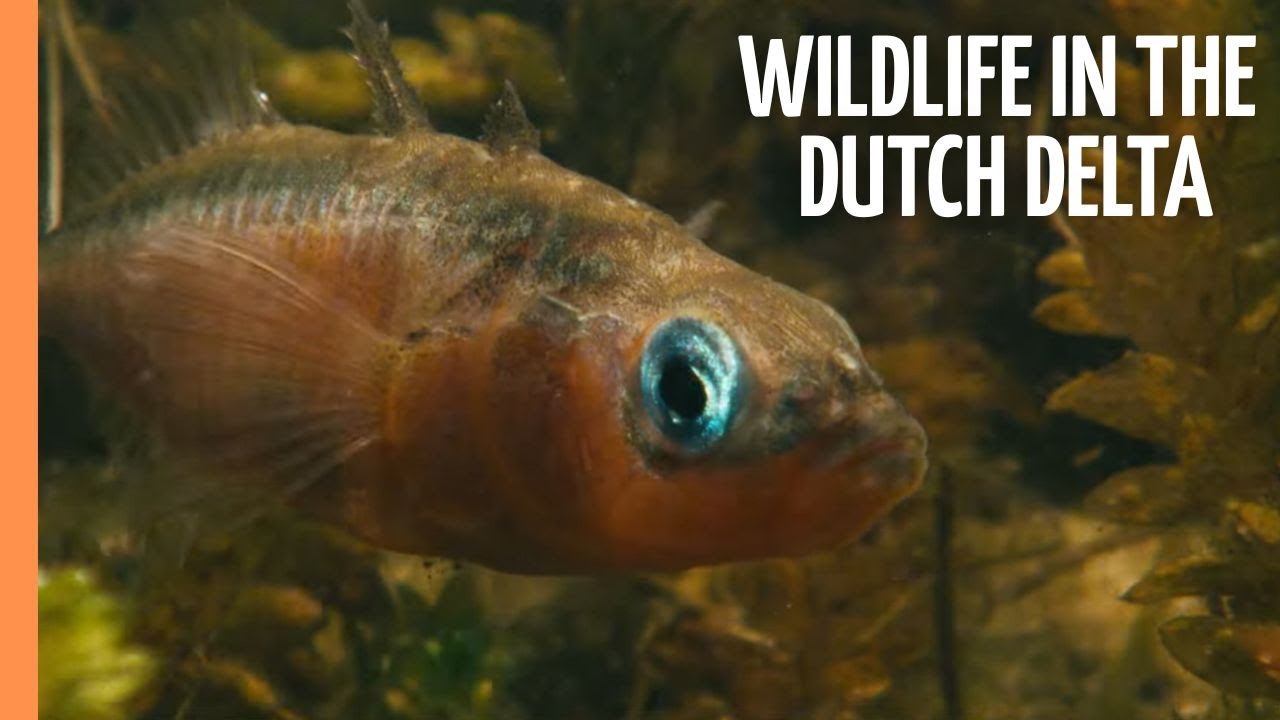 Wild Holland - Fascinating Wildlife in the Dutch Delta - YouTube
