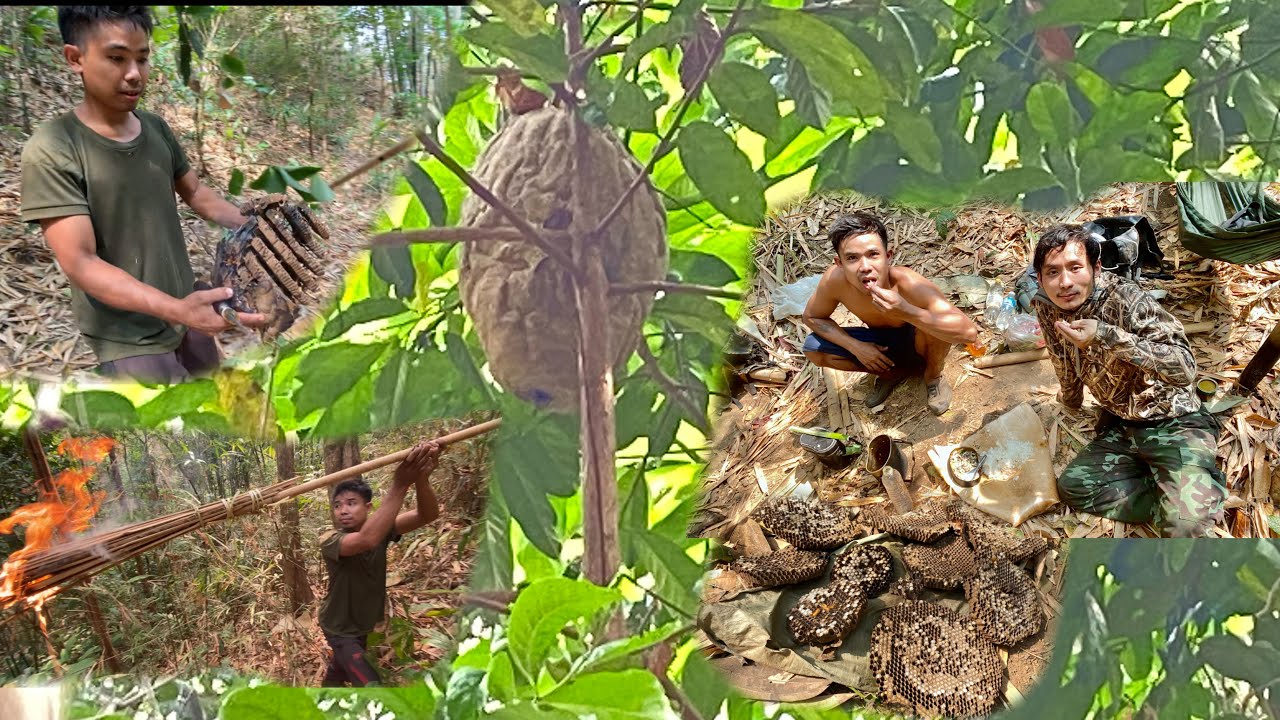 Wild Bee Hive Hunting - YouTube
