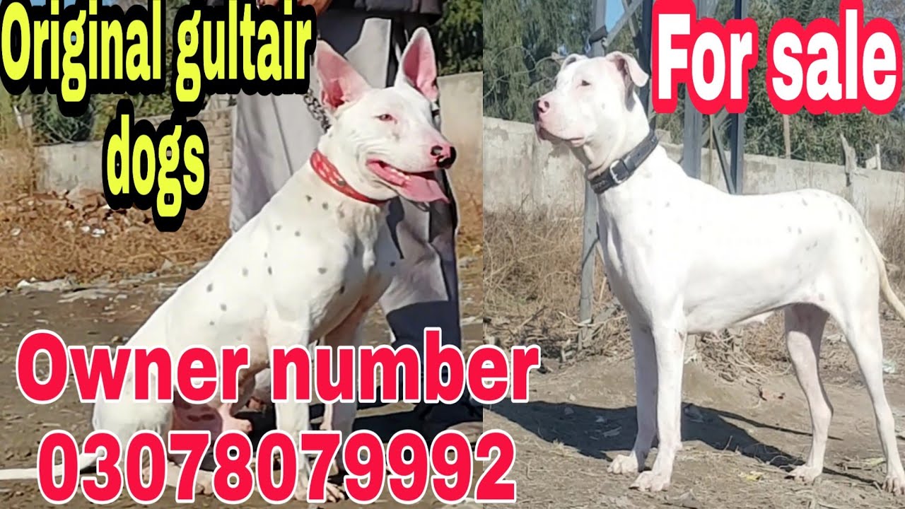 Kohati gultair dogs for sale - YouTube