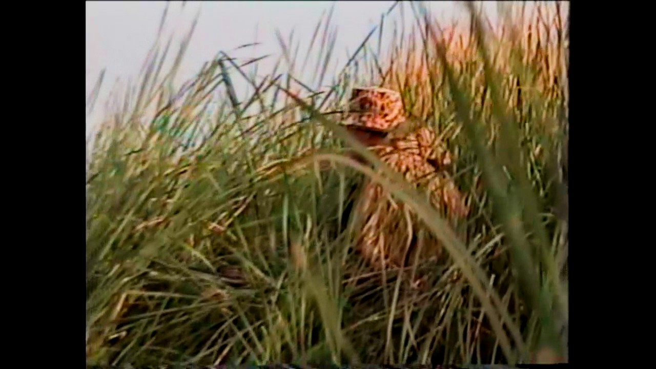 Duck Hunting at Cheyenne Bottoms Kansas - YouTube