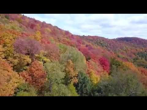 Multicolored Fall Foliage in Potter County Captured in Drone Video ...