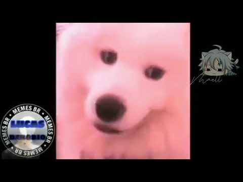 Meme HOMEN VS CACHORRO / Vuc Vuc Infinity (Arrocha)