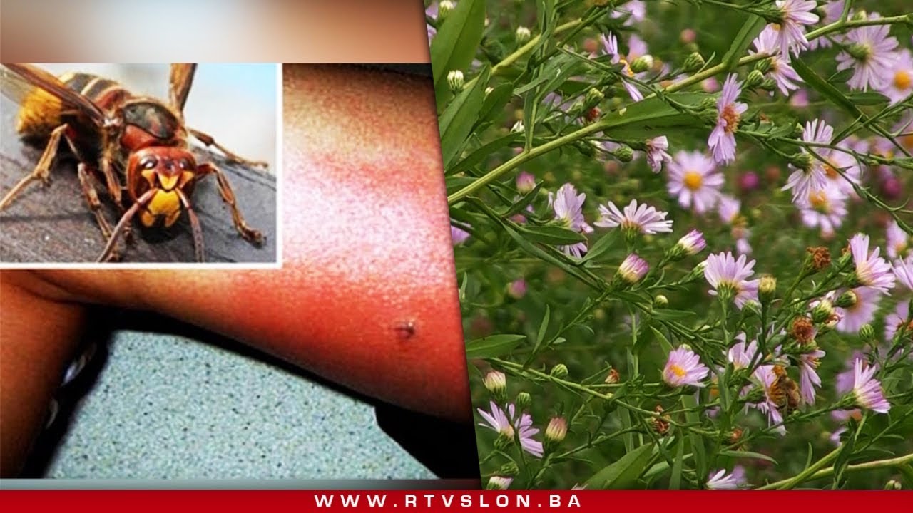 Ubodi stršljenova sve češći: Kako se zaštititi? - 07.09.2018. - YouTube