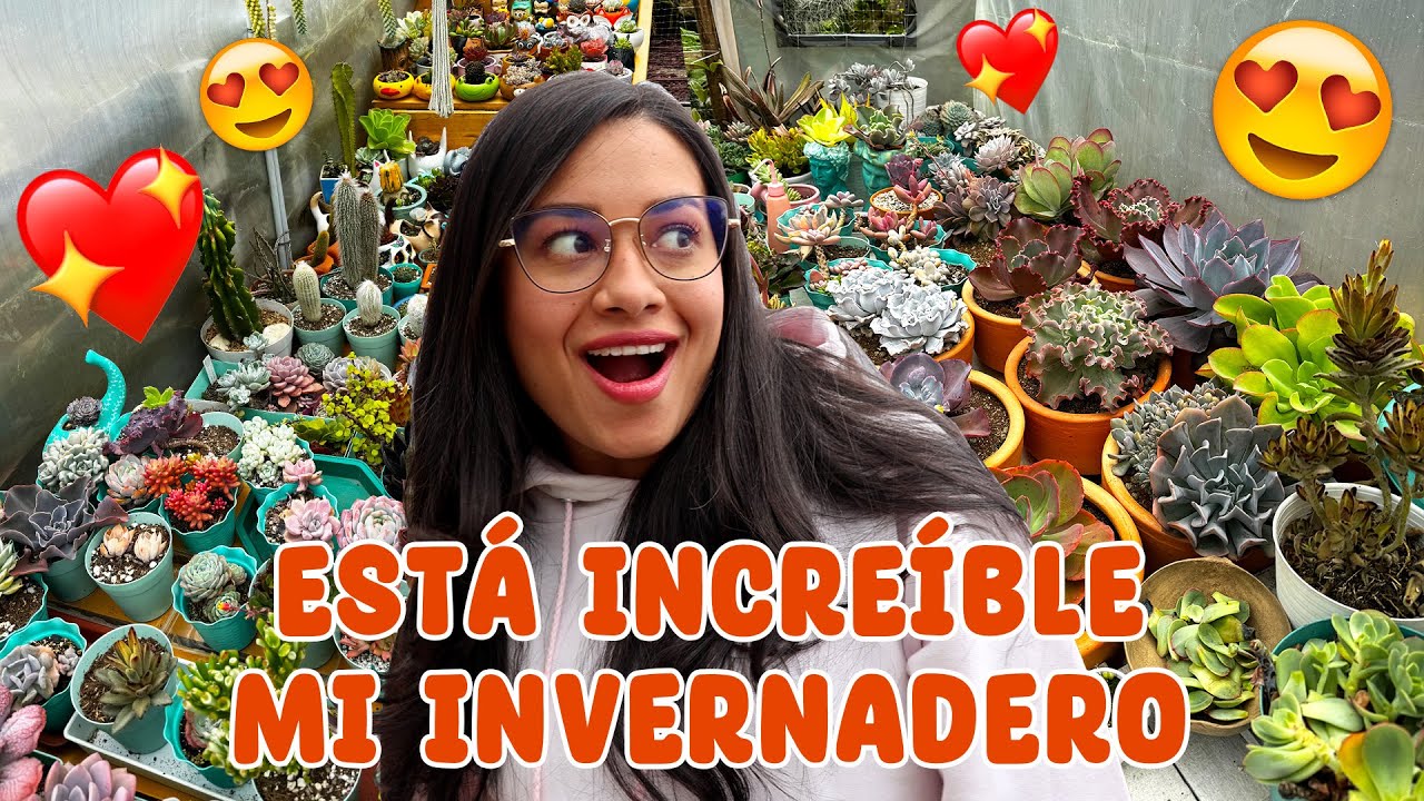 Mis suculentas nunca habían estado tan bonitas: Pasando todo el día en ...