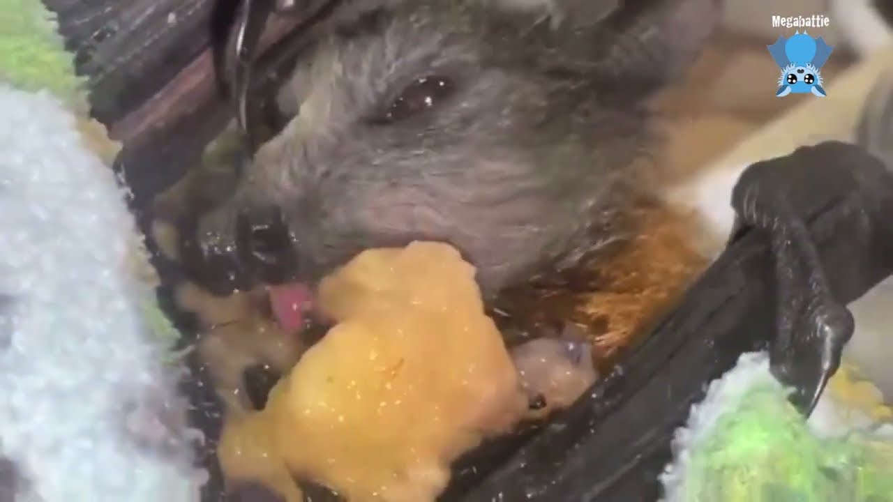 Batty aviary clips from Mandi: Ziggy, Meep & so much more... - YouTube