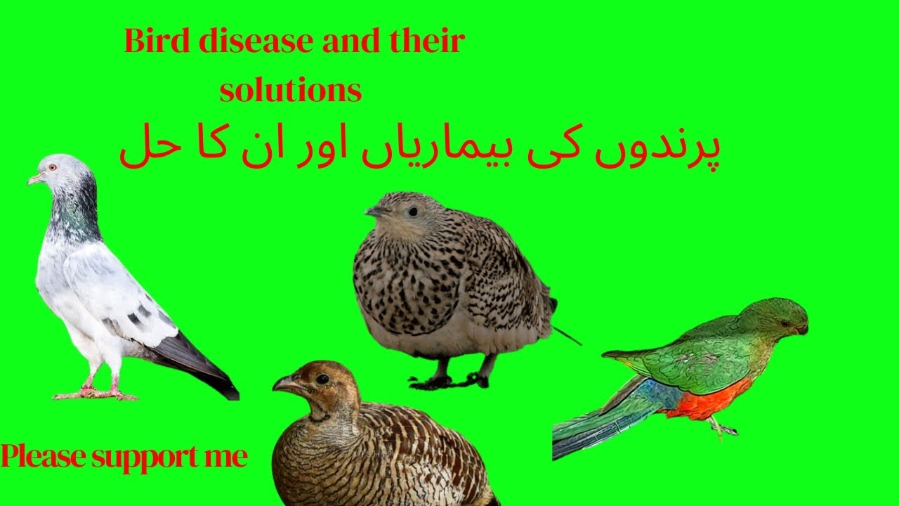 Birds diseases and their solutions/bird flu treatment - YouTube