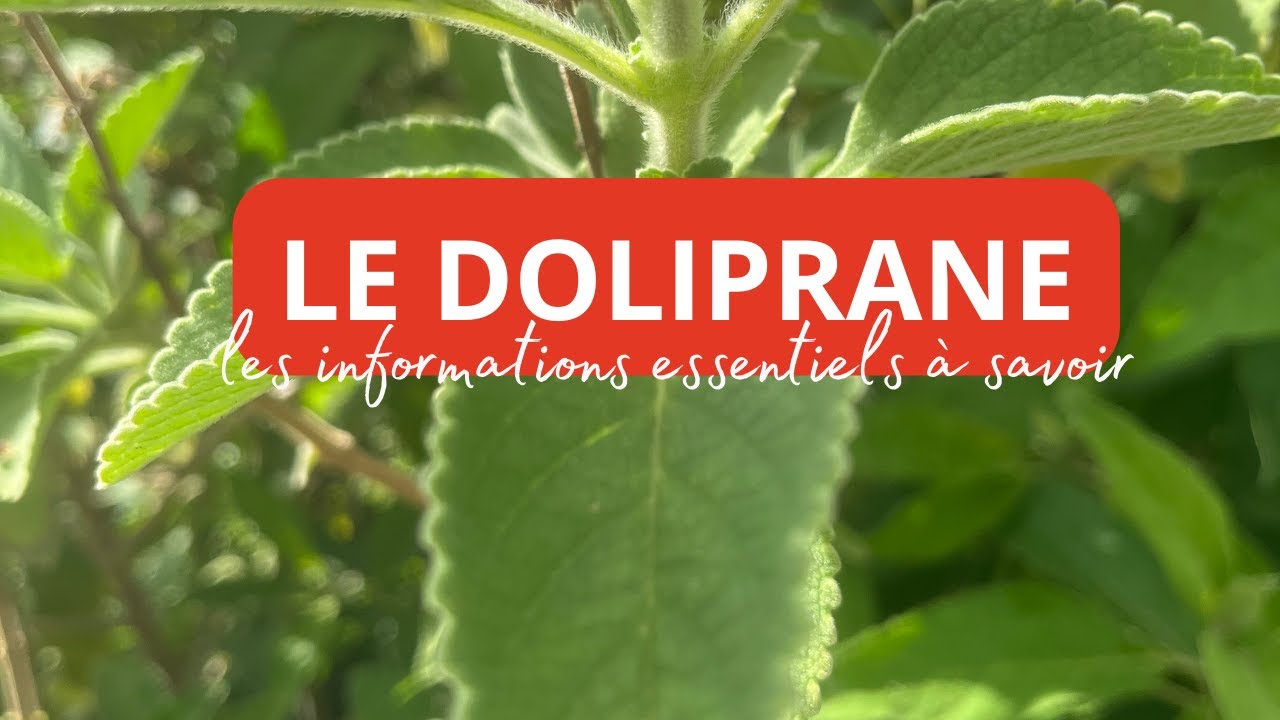 Le Doliprane (Plectranthus barbatus) : La Plante Naturelle pour Booster ...