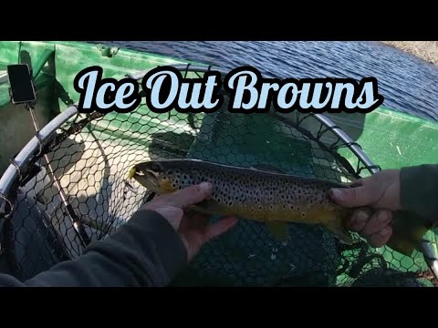 Spring Brown Trout Fishing. First Open Water Trip, Spring 2022. Brown ...