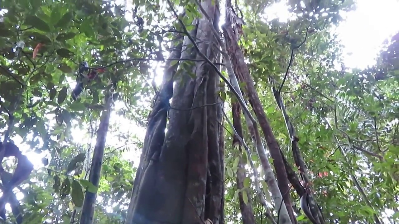 Huge vine wrapped around Amazon tree - YouTube