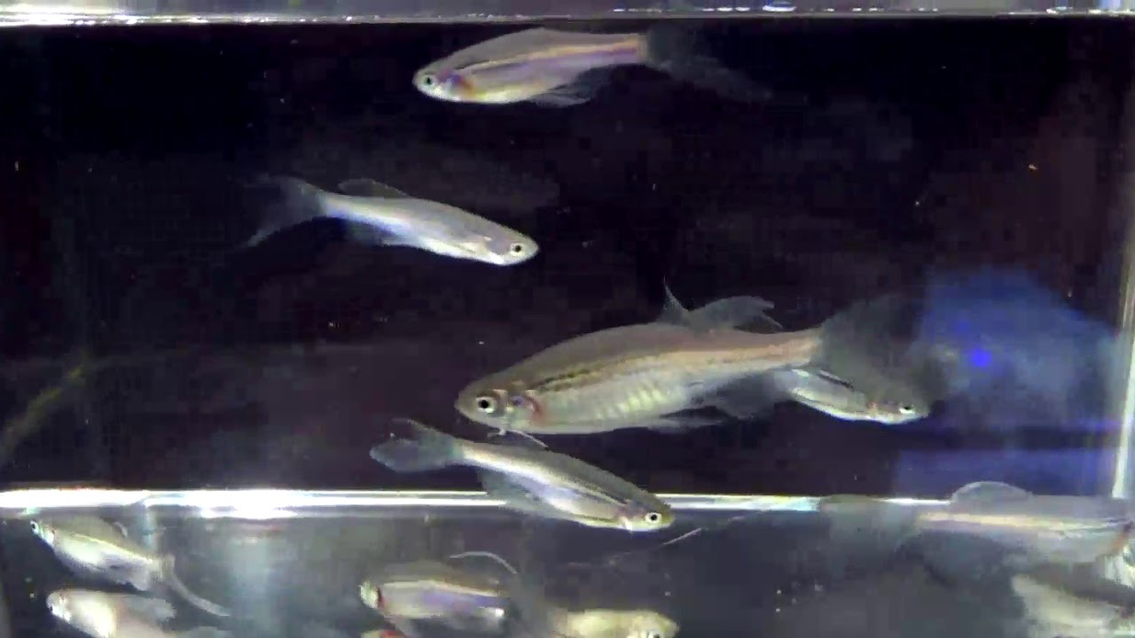 long fin blue danio - YouTube