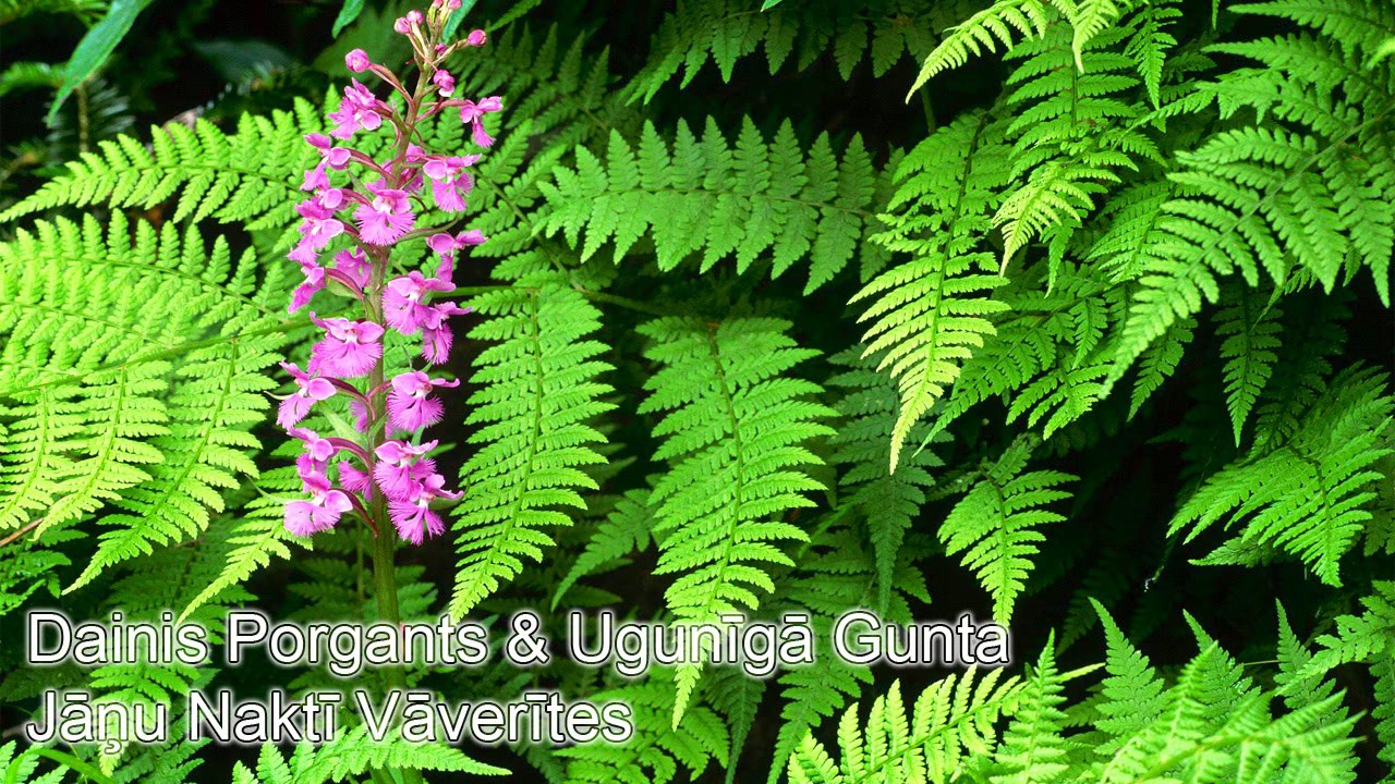 Negantais Porgants & Ugunīgā Gunta Jāņu Naktī Vāverītes YouTube - YouTube