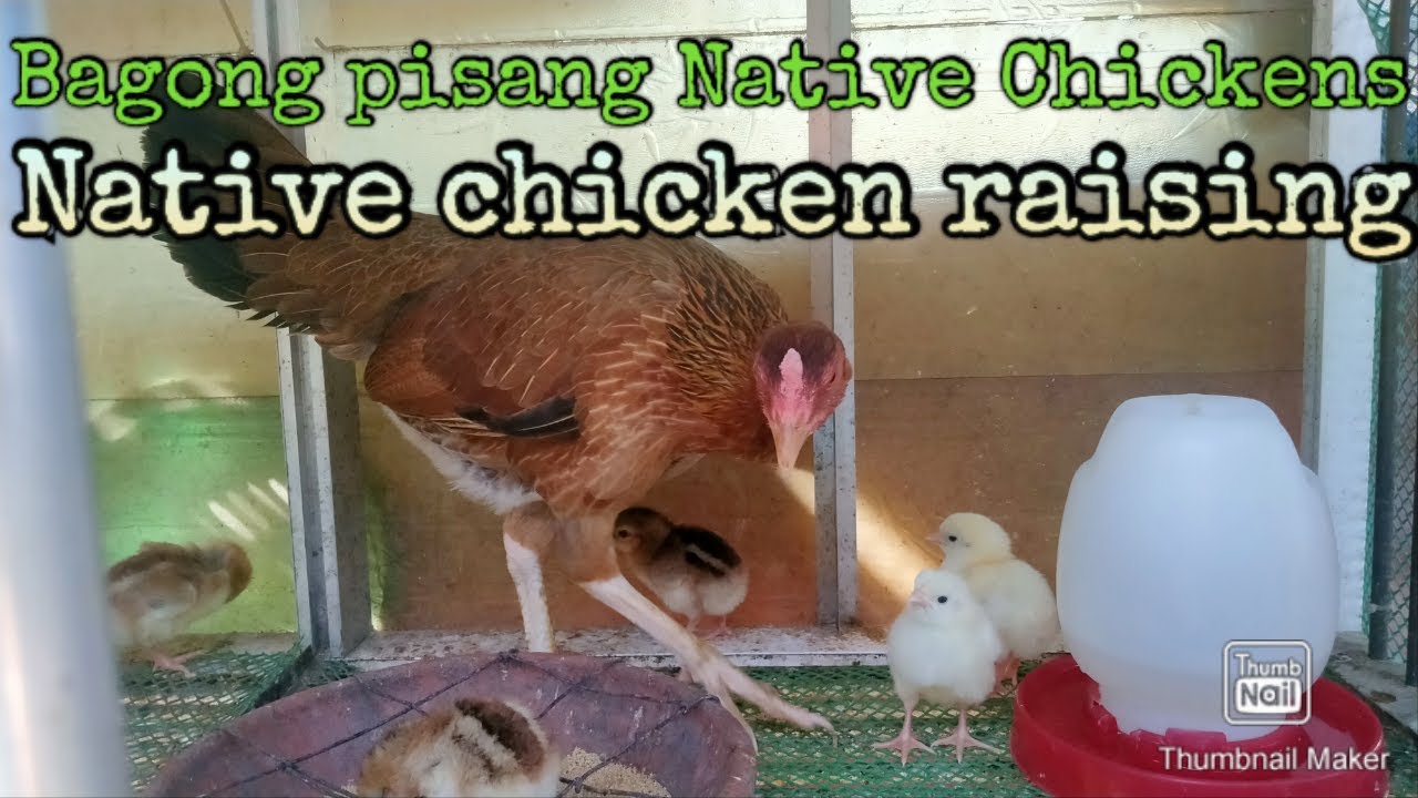 May bagong pisang Native chicken sisiw - YouTube