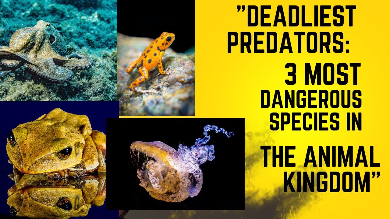 Deadliest Predators: 3 Most Dangerous Species in the Animal - YouTube