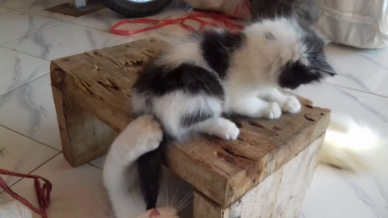 Kucing pandai akting - YouTube