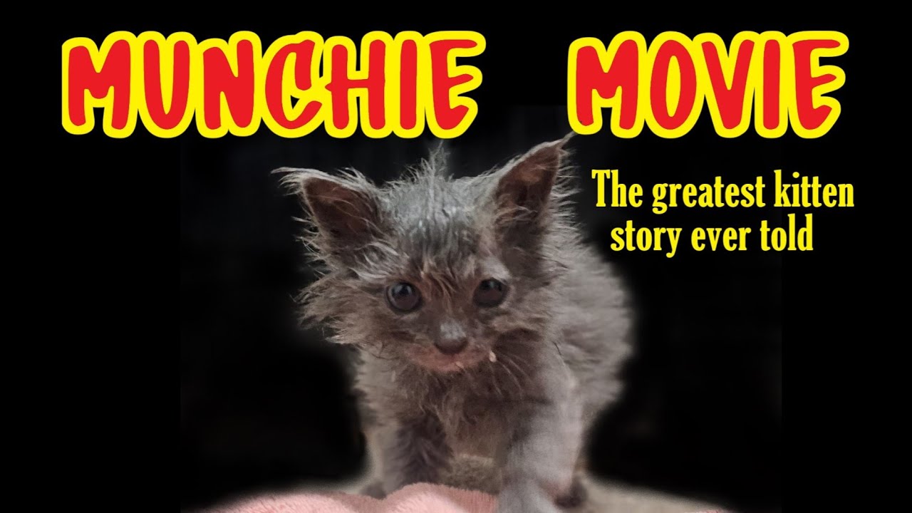 MUNCHIE MOVIE: The greatest kitten story ever - YouTube