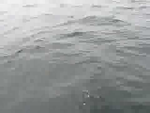 Whale Cry in Banderas Bay - YouTube
